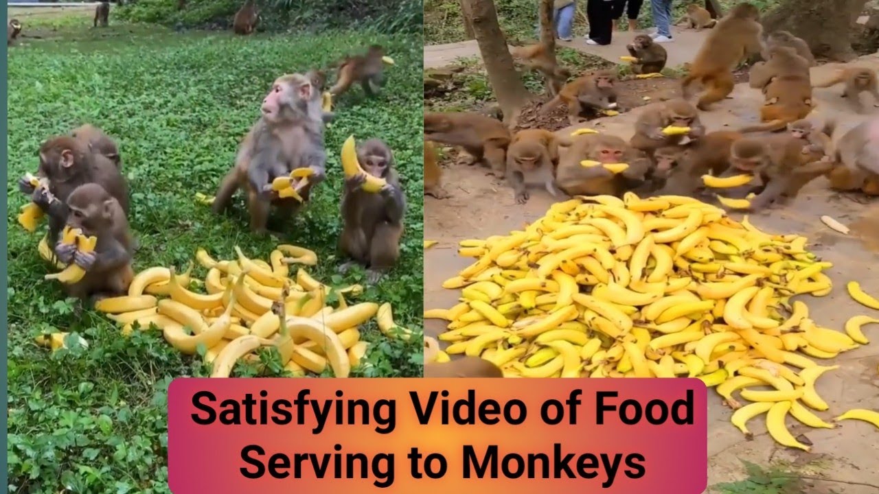 Food Serving to Monkeys | Cute Video - YouTube