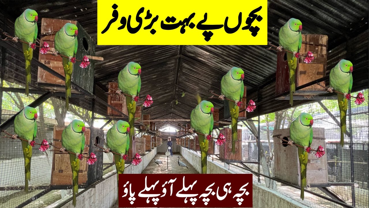 Green Ringneck Breeding Progress | Green Ringneck Parrot Chicks ...