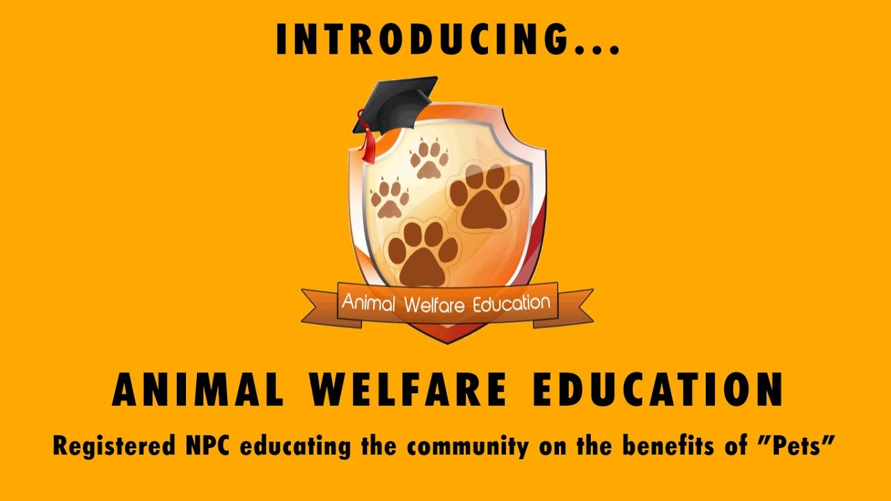 Animal Welfare Education Whiteboard Animation Video - YouTube