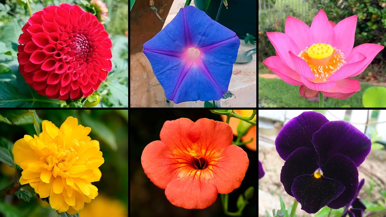 Plantas con FLORES de DIFERENTES COLORES para DECORAR tu HOGAR - YouTube