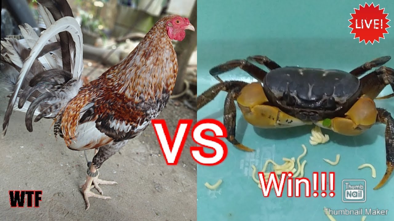 Chicken Vs. Crab! Must watch the chicken Reactions.😁 - YouTube
