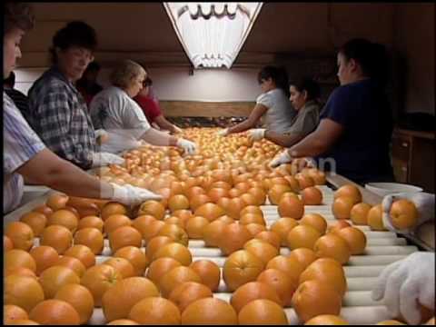 IMMIGRANTS PICKING FRUIT - YouTube