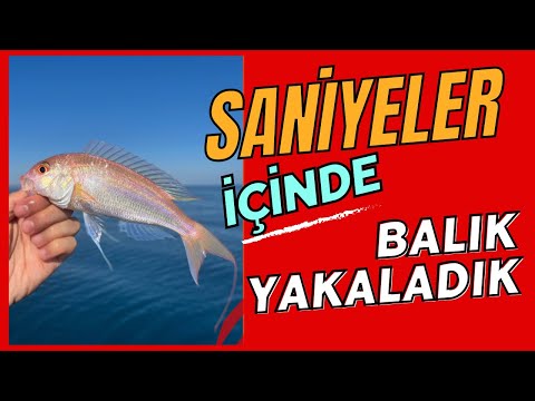 SANİYELER İÇİNDE BALIK AVI TEKNE BALIK DOLDU #fishing #balıkavı #keşfet #balık