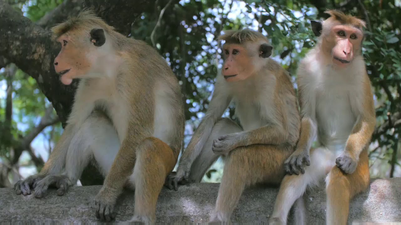 Animals video mankey,, - YouTube