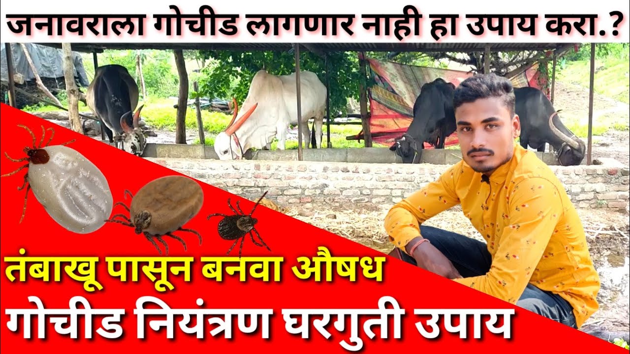 गोचीड मारण्यासाठी तंबाखू घरगुती उपाय गोचीड नष्ट करा देशी जुगाड # ...