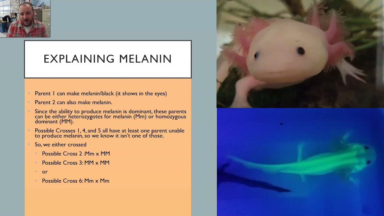 Axolotl Genetic Crosses Explained - YouTube