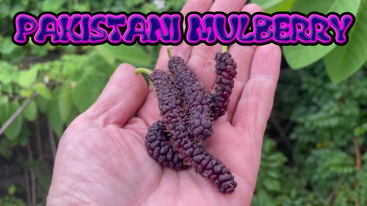Geffner Atemoya, Pakistani mulberry & Dragon fruit! - YouTube