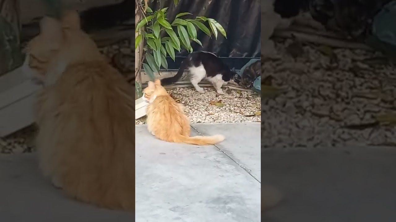 How the cats find food to eat - YouTube