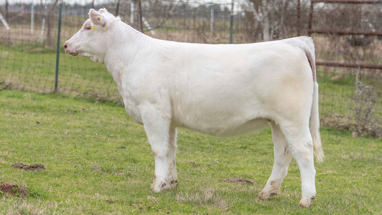 CARWILE 9309 - YouTube