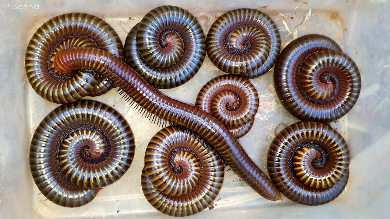 Explore The Wild Giant Bug Worms In The Jungle Today | Black Giant ...