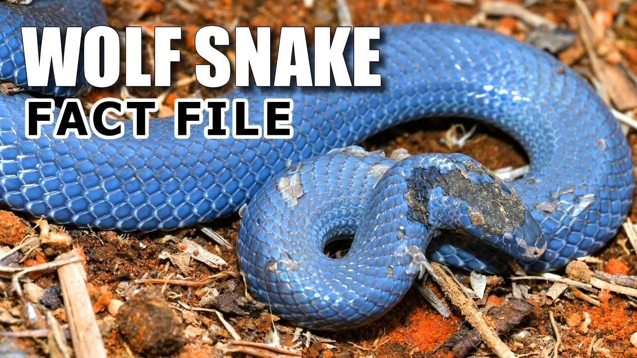 Wolf Snake Facts: the SNAKE with WOLF TEETH 🐍 Animal Fact Files - YouTube
