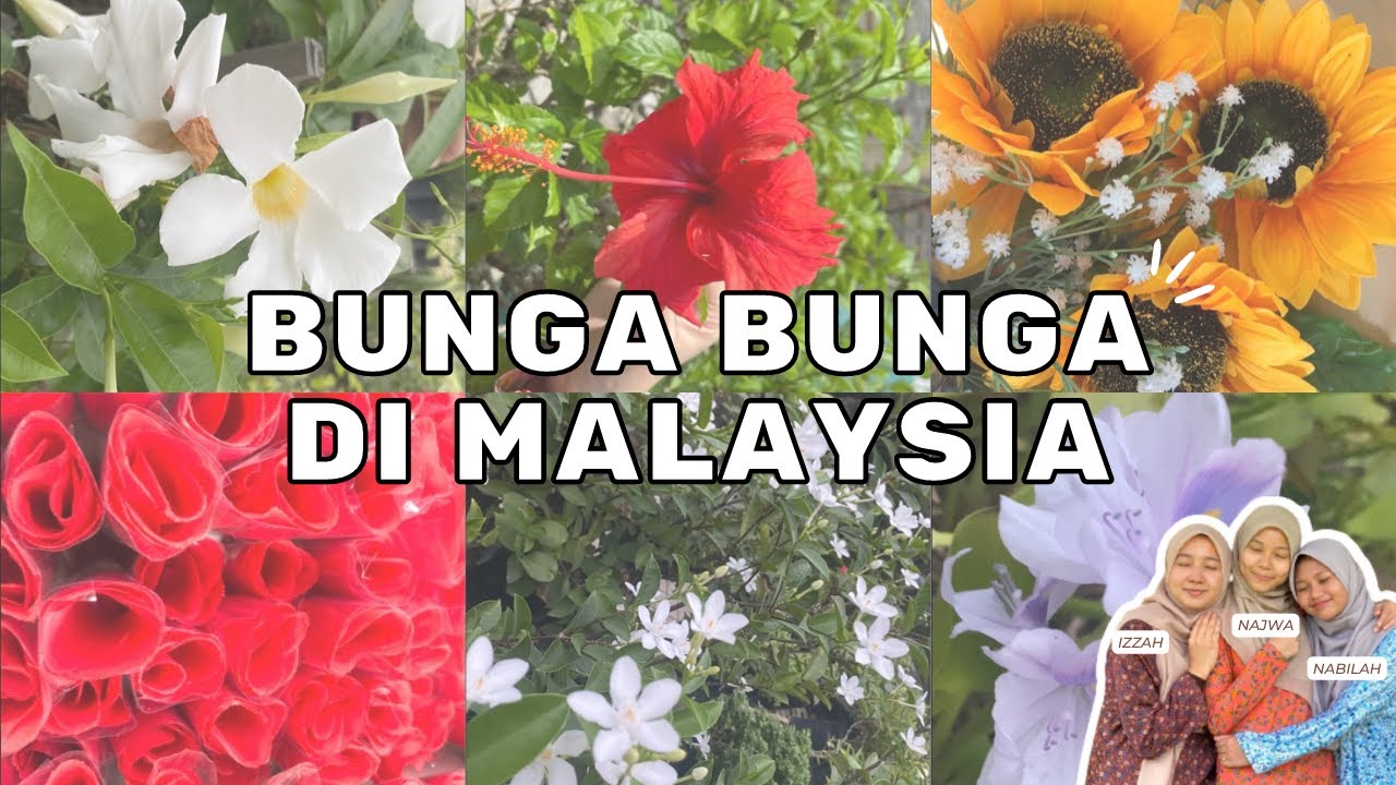 NURUL - BUNGA BUNGA DI MALAYSIA DALAM BAHASA ARAB (الزهور في ماليزيا ...