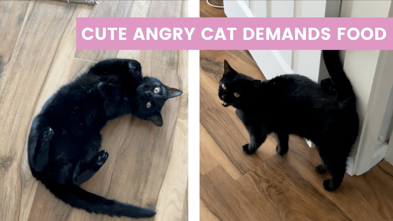 Cute Cat Hungry For Food | Hungry Cat Asking For Food - YouTube