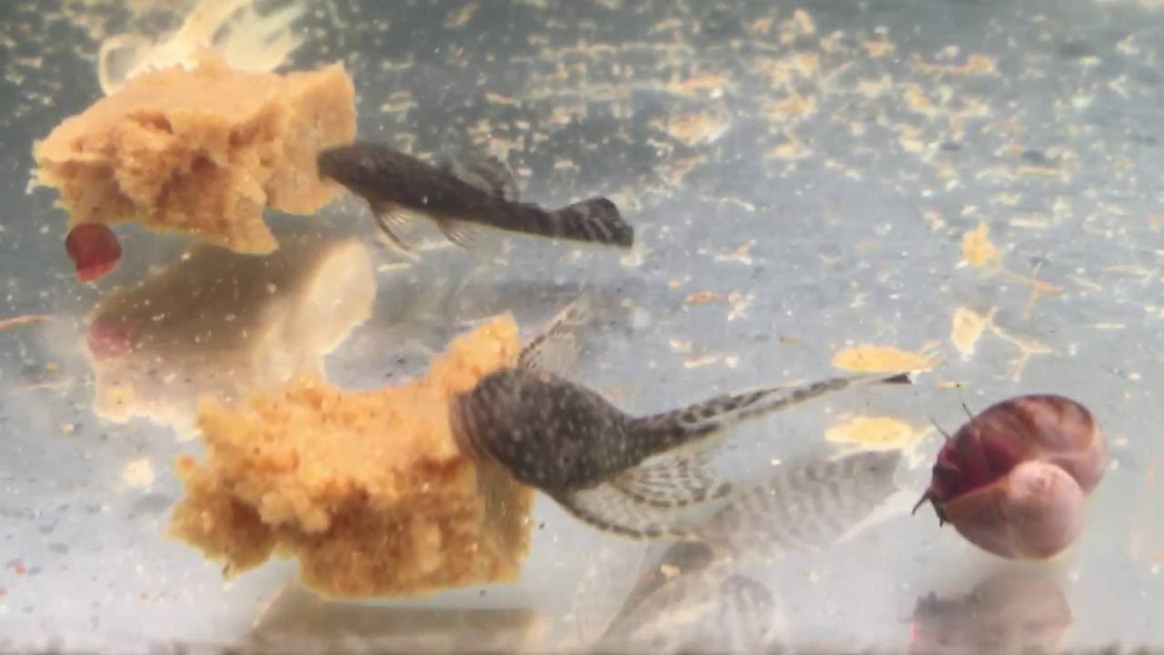 Super Long Fin Ancistrus sp. plecos feeding on Repashy gel fish food ...