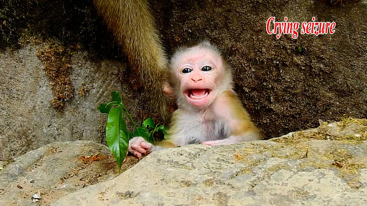 Monkey Lucie crying seizure after she falling before mom Luna - YouTube