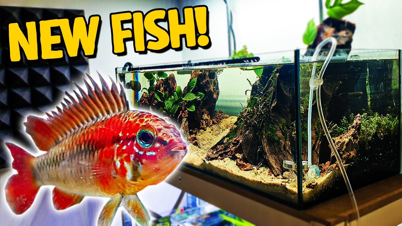 My DREAM FISH (Apisto) Have Arrived For My 60L Shallow Tank! - YouTube