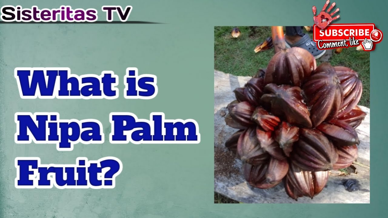 What is Nipa Palm Fruit?- Sisteritas TV - YouTube