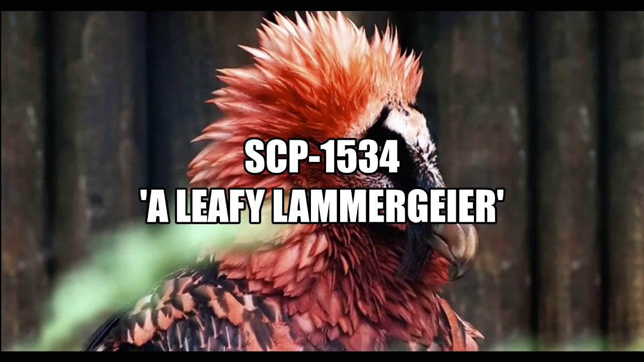 SCP-1534 'A Leafy Lammergeier' - YouTube