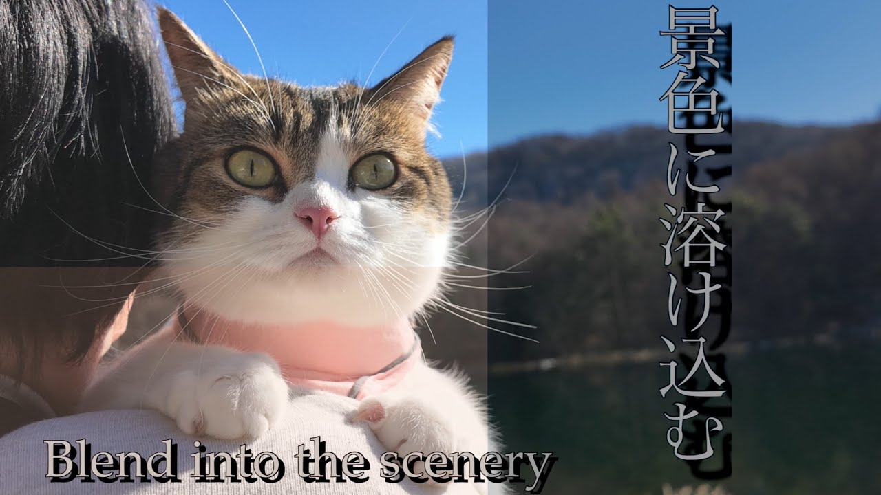 景色に溶け込む猫達🐈‍⬛🐈【Cats blending into the scenery】 - YouTube