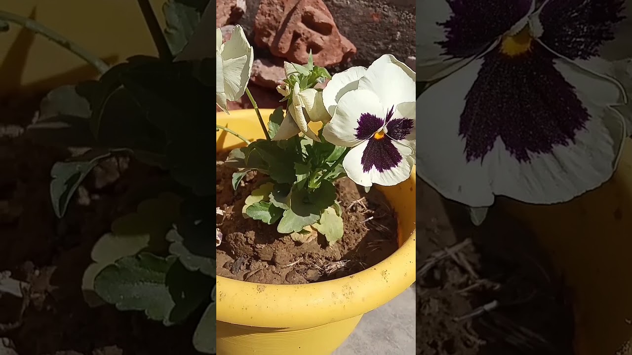 Pensy flower(2) - YouTube