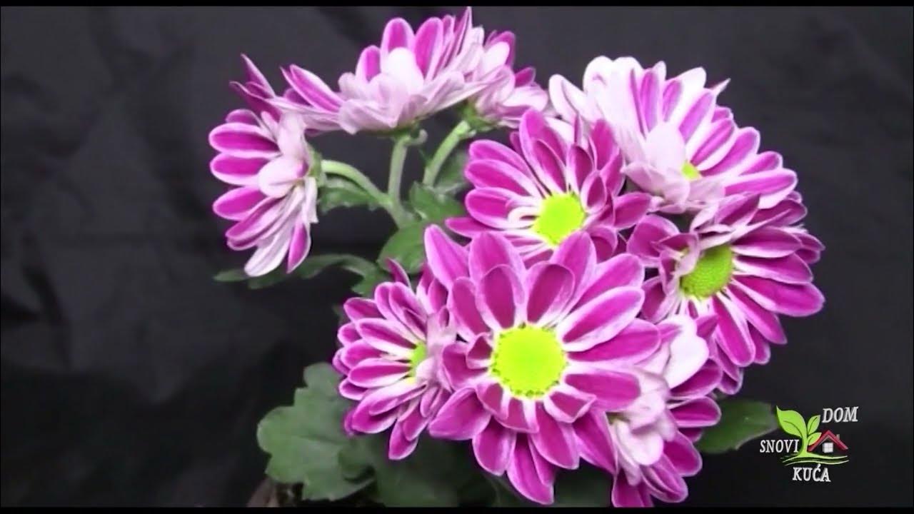 HRIZANTEME - JESENJE, RASKOŠNE LJEPOTICE - YouTube