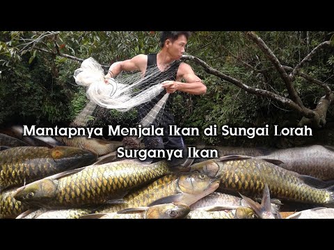 MANTAPNYA MENJALA IKAN DI SUNGAI LORAH, KEC. PUJUNGAN MALINAU - KALIMANTAN UTARA
