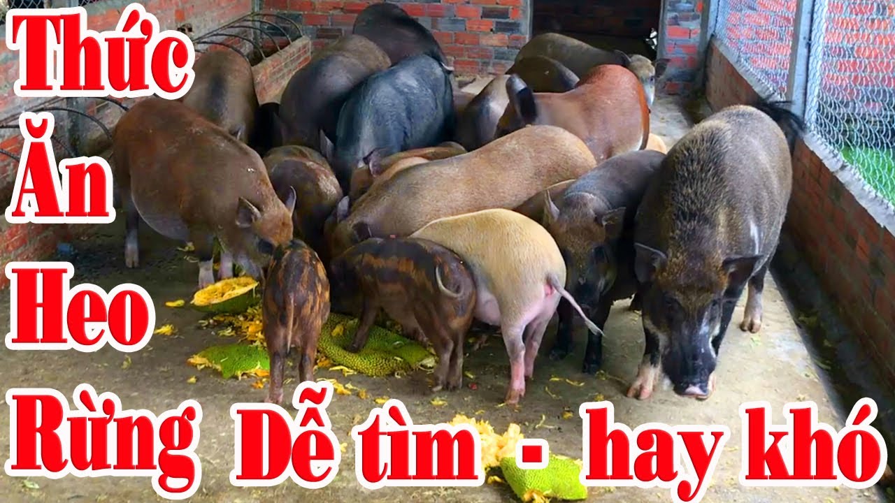 Nuôi Heo Rừng khó hay dễ || Heo Rừng ăn thức ăn gì - YouTube