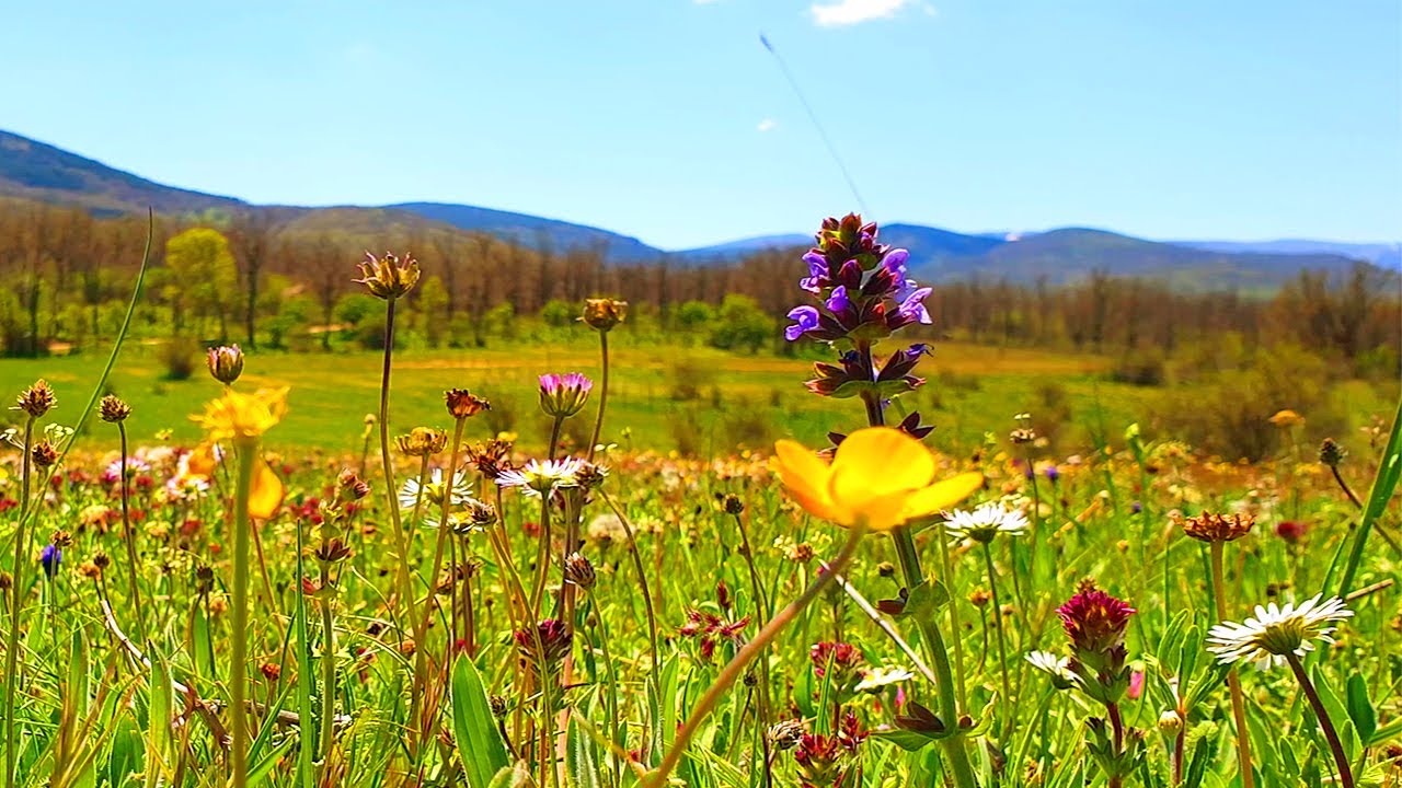 Relaxing Nature Ambience Meditation 🌾Healing Sounds of SPRING MORNING 🌾 ...