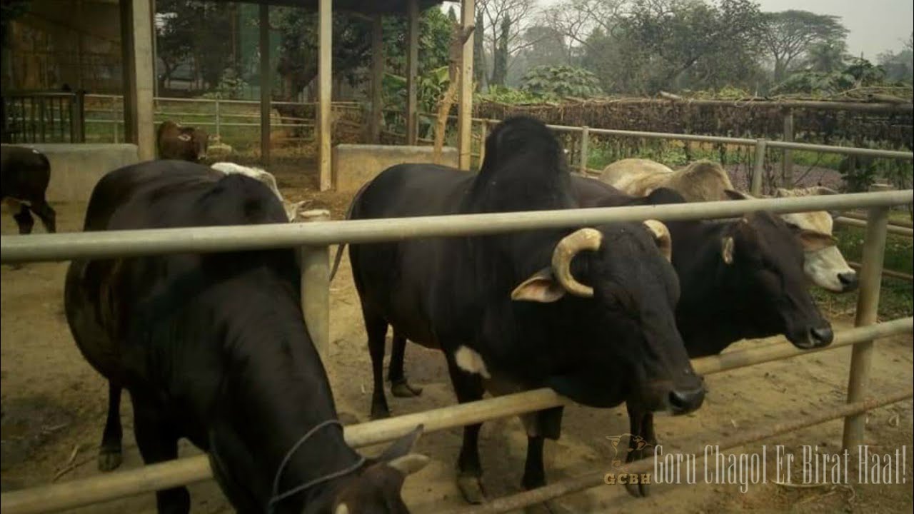 Exclusive Vutti Cow collection at Military Farm Savar 2020 - YouTube