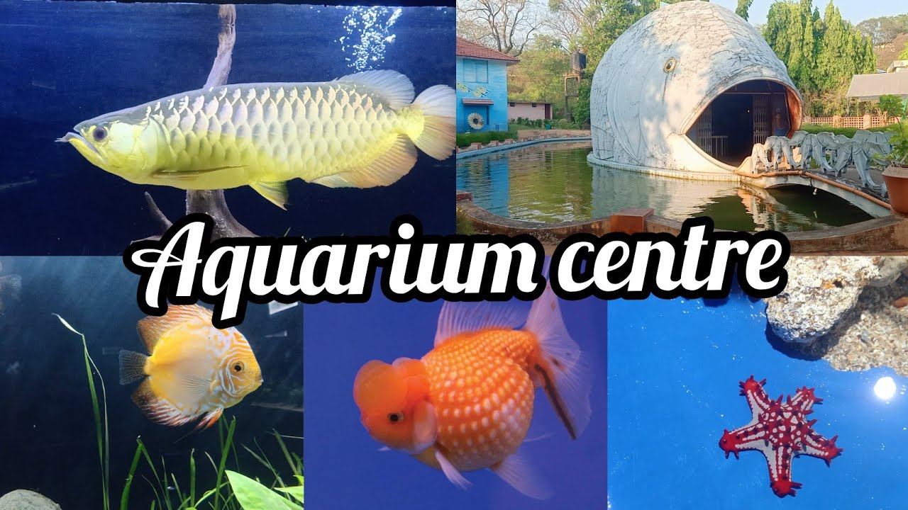 Aquarium Centre In Malampuzha Palakkad || Eco Tourism || Palakkad ...