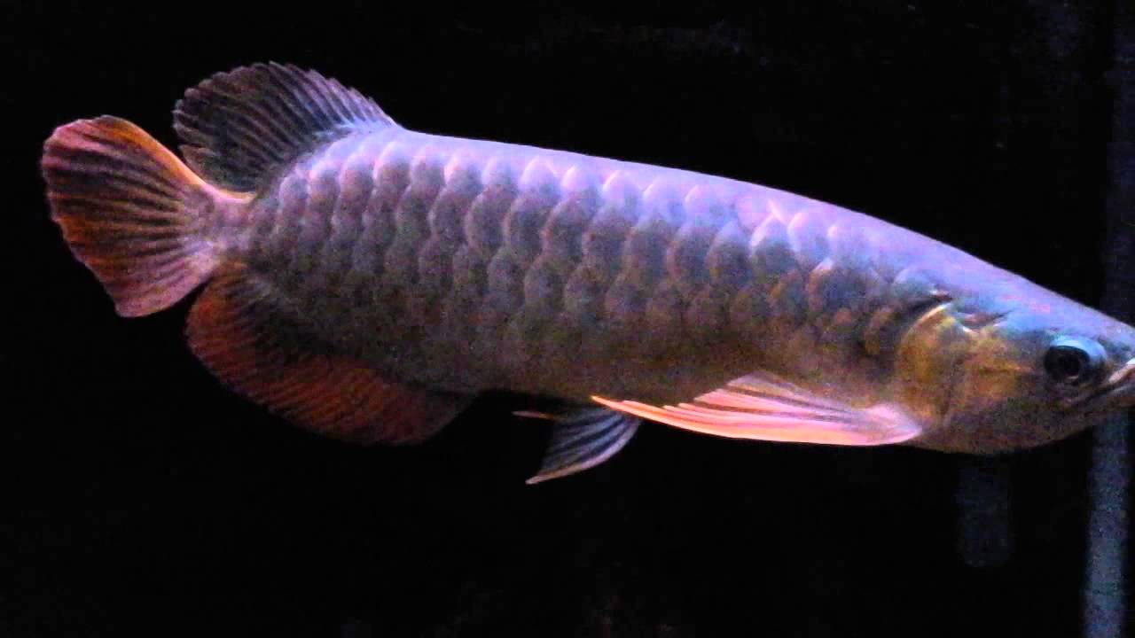 Asian Arowana Dance - YouTube