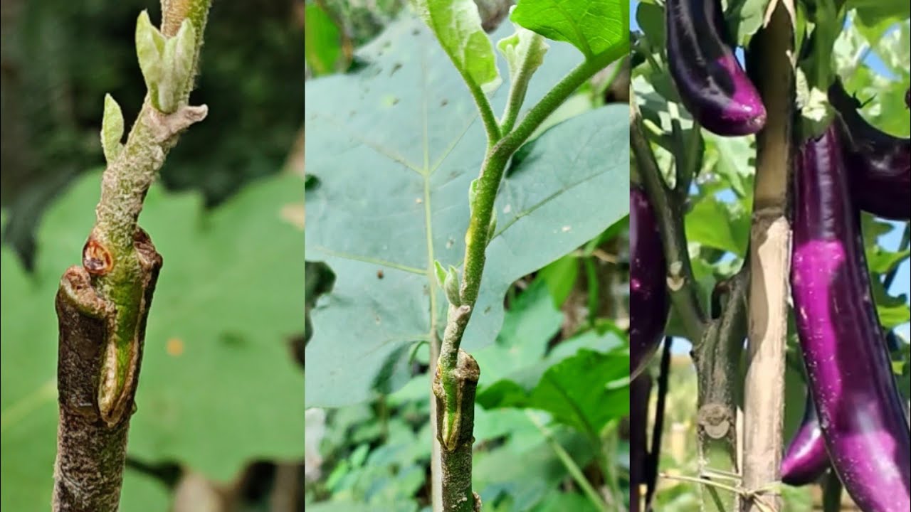 how to graft eggplant into wild eggplant | 100% successful - YouTube