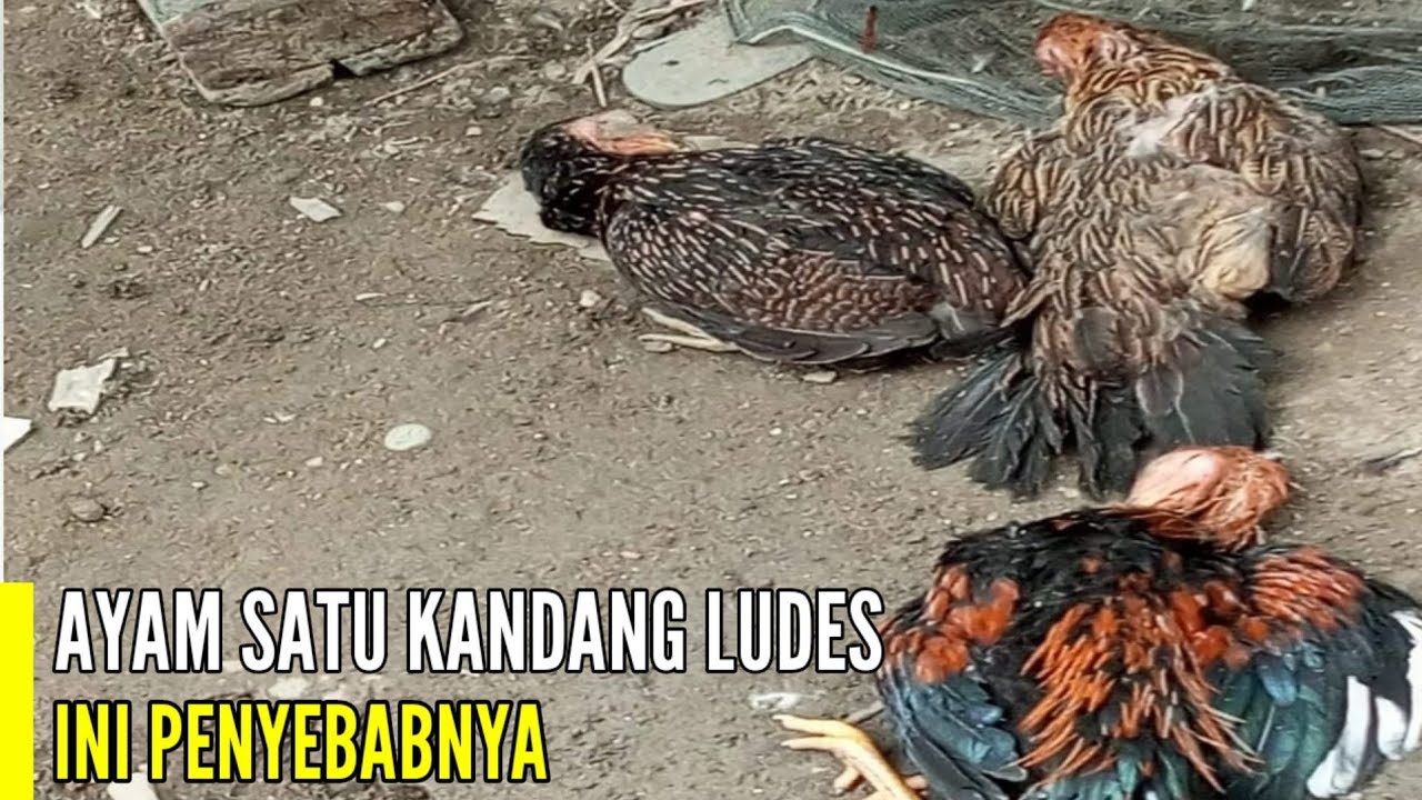 CAUSES OF SUDDEN CHICKEN DEATH, AND HOW TO DEAL WITH THEM !! - YouTube