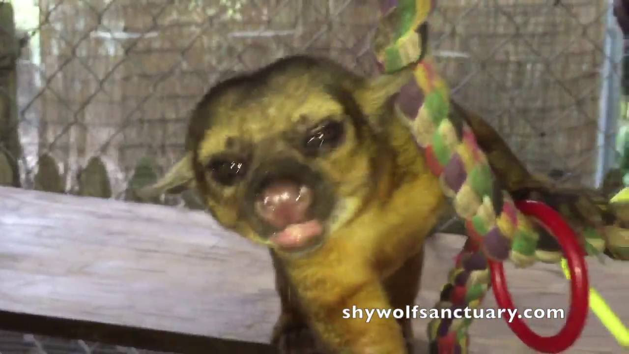 Meet Koopa - YouTube