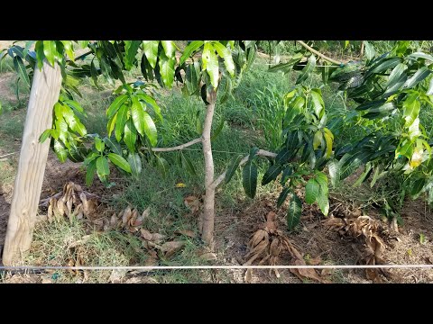 The mango loa project: Open tatura trellis system first walk through ...