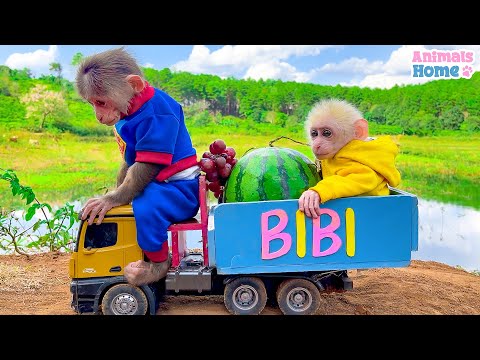 BiBi takes baby monkey Obi to harvest fruit and make juice
