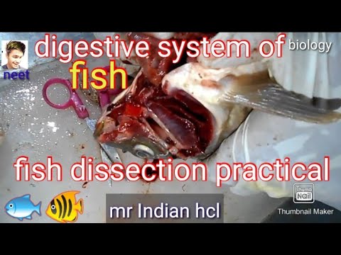 fish dissection | digestive system of fish 🐟 | practical work fish ...