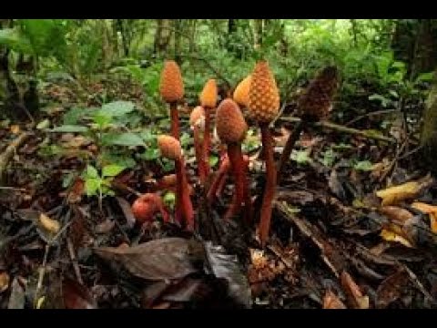 WAX KA OGOOW WAXTARKA IYO CAFIMADKA GEDKAN DIINSIGA - YouTube