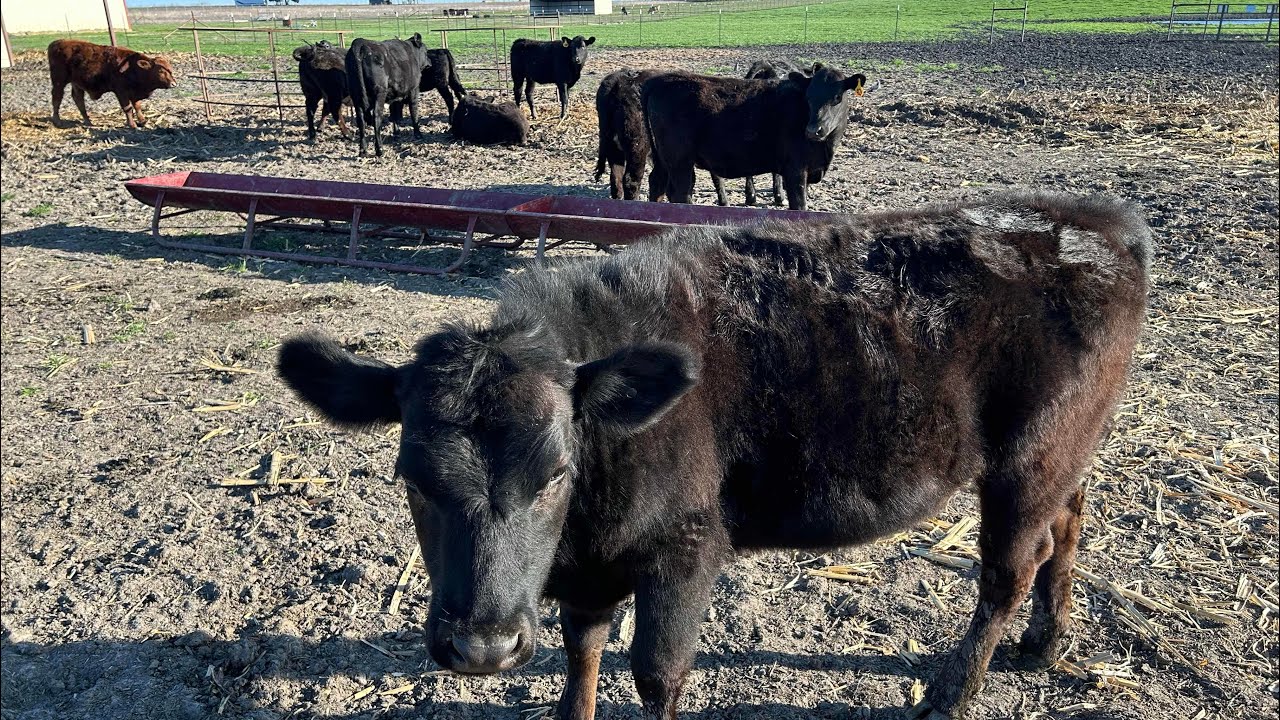 Putting a Cattle Ration Together - YouTube