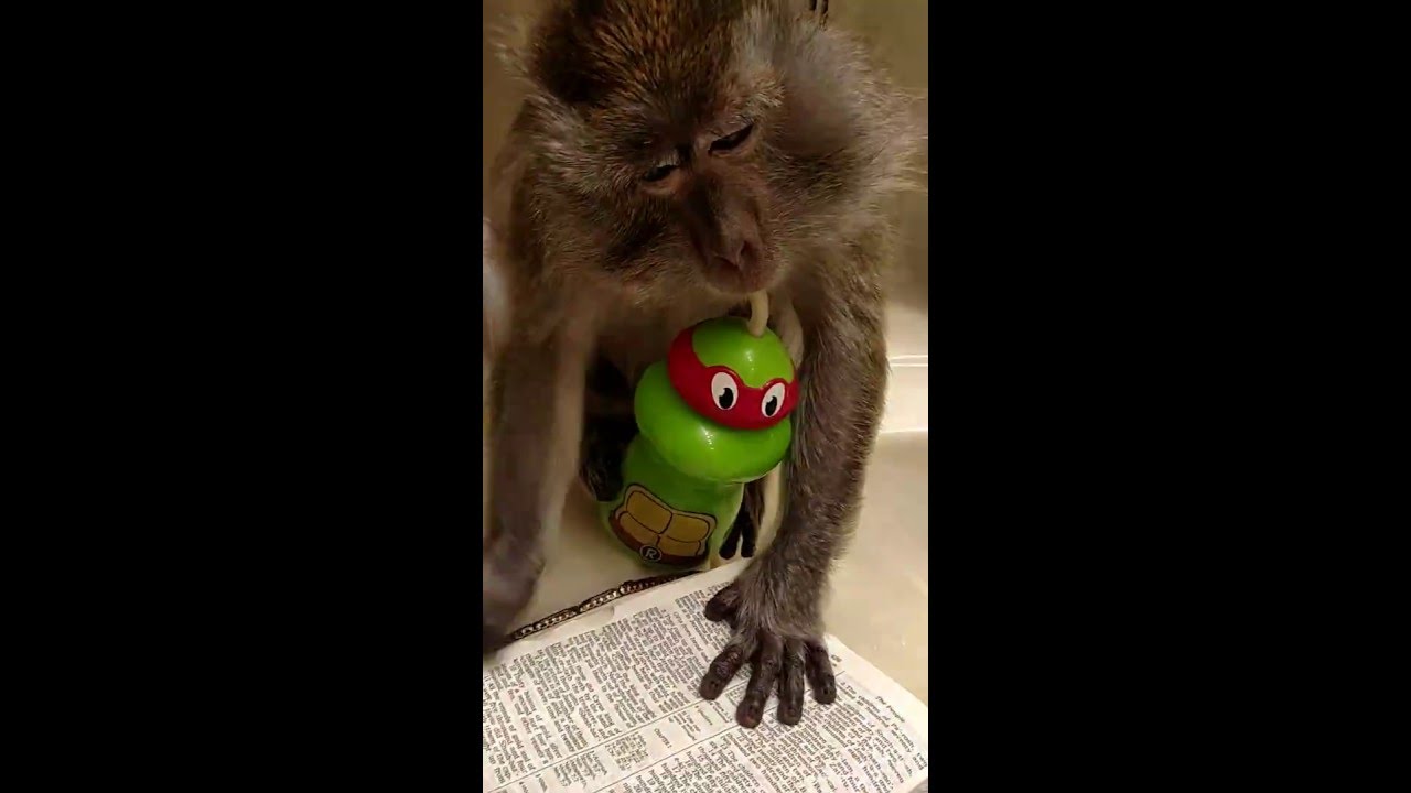 Monkey Bible Study - YouTube