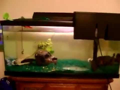 Basic Oscar Fish Tank Setup - YouTube