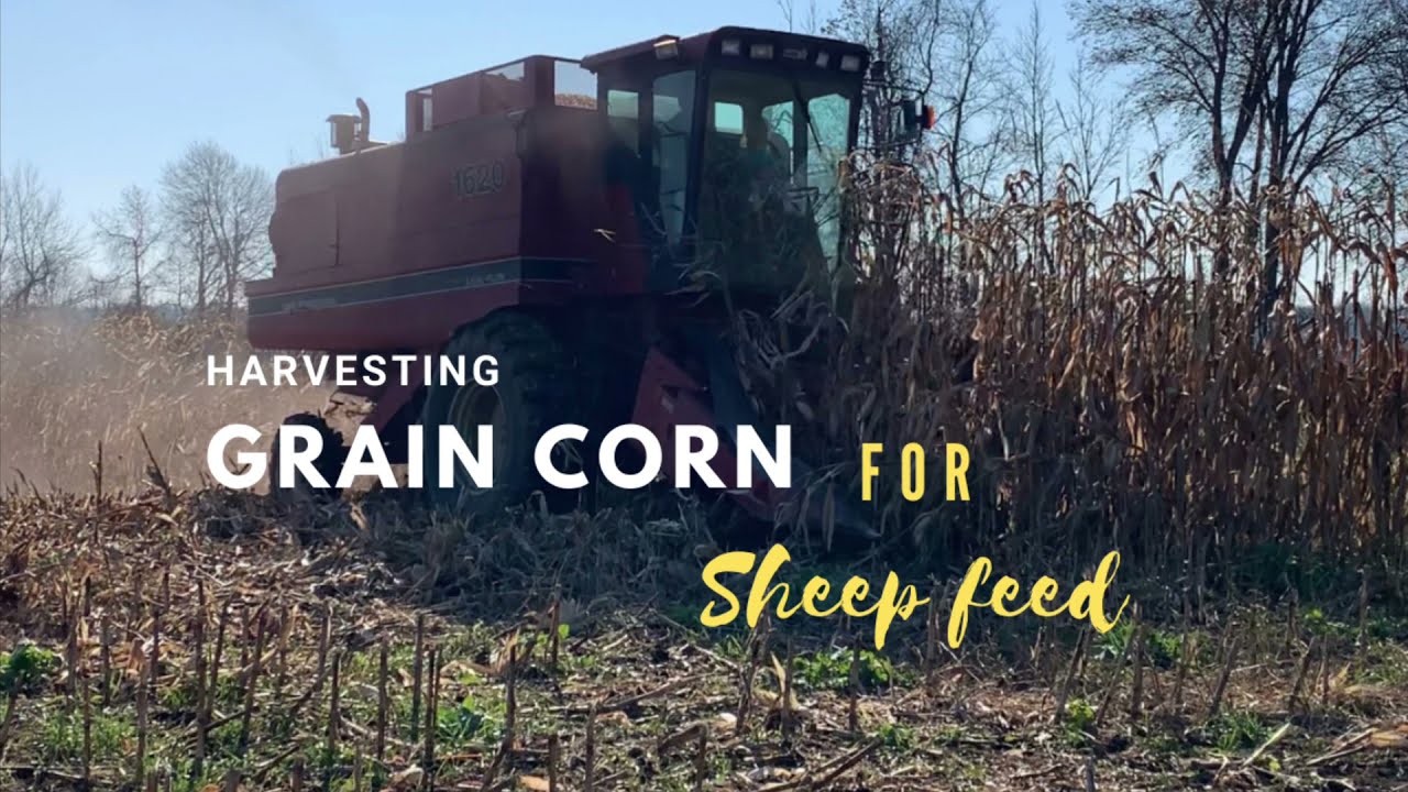 Harvesting Grain Corn for Sheep Feed. Get a glimpse on how we do this ...