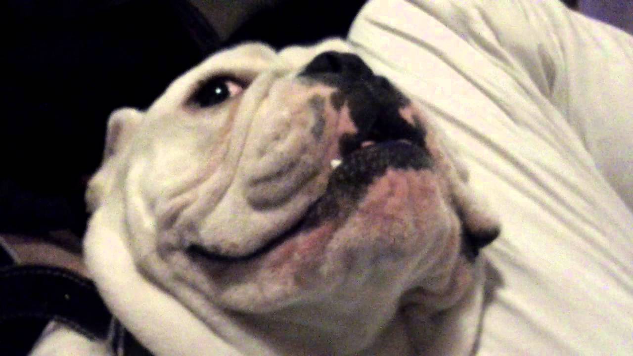 MOJO the english bulldog crying - YouTube