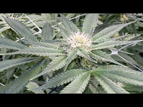 Fotoperiodo 13/11 para lograr engorde de tus plantas de cannabis