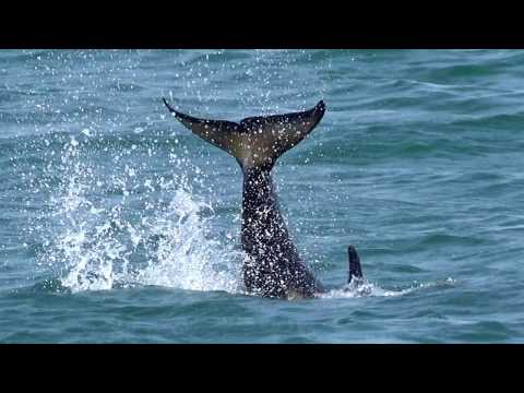 Orcas along the coast of Kamchatka 2018