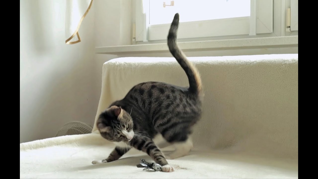 Cat is Playing with Mini RC Helicopter - part 2 - YouTube