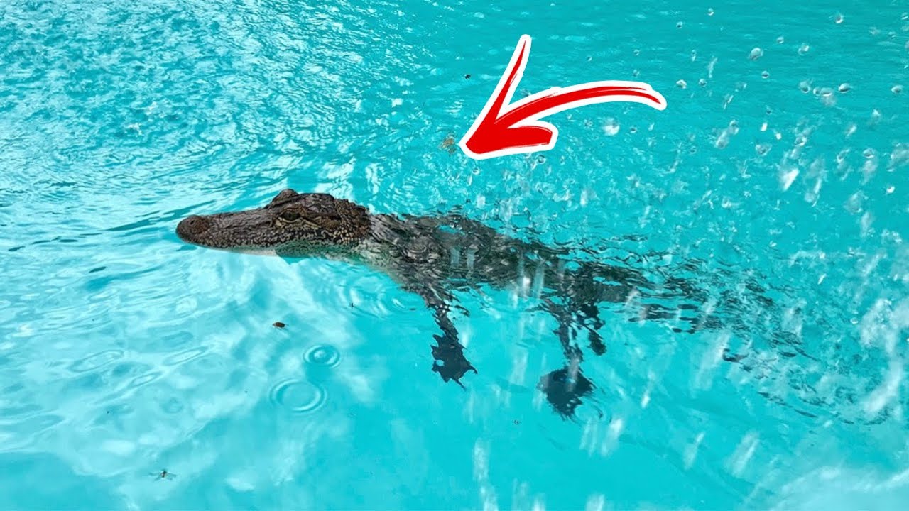 Rescuing A Young Alligator: Relocating A Lost Gator To Safety - YouTube