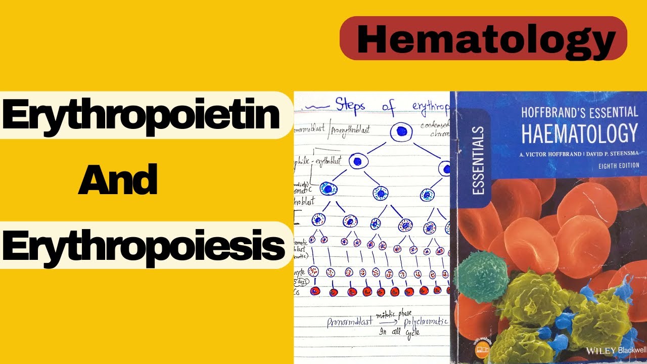 Erythropoiesis steps and erythropoietin |Hematology |Hoffbrand |lecture ...