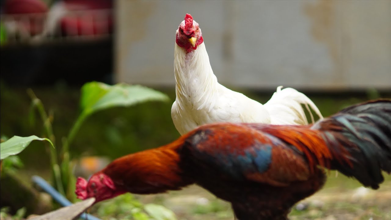 4K Animal Footage ~ HEN | CHICKEN | CON GÀ | POULET | HUHN | チキン | 닭 ...