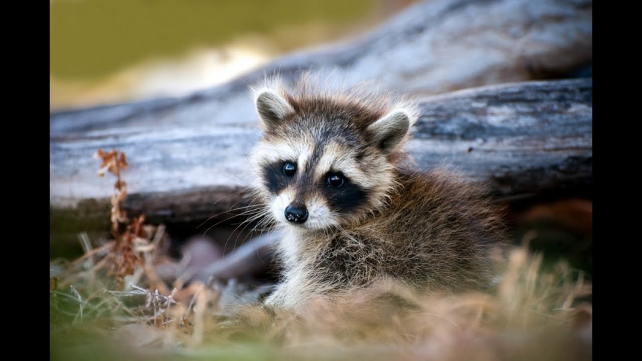 Disambiguity Parade - YouTube